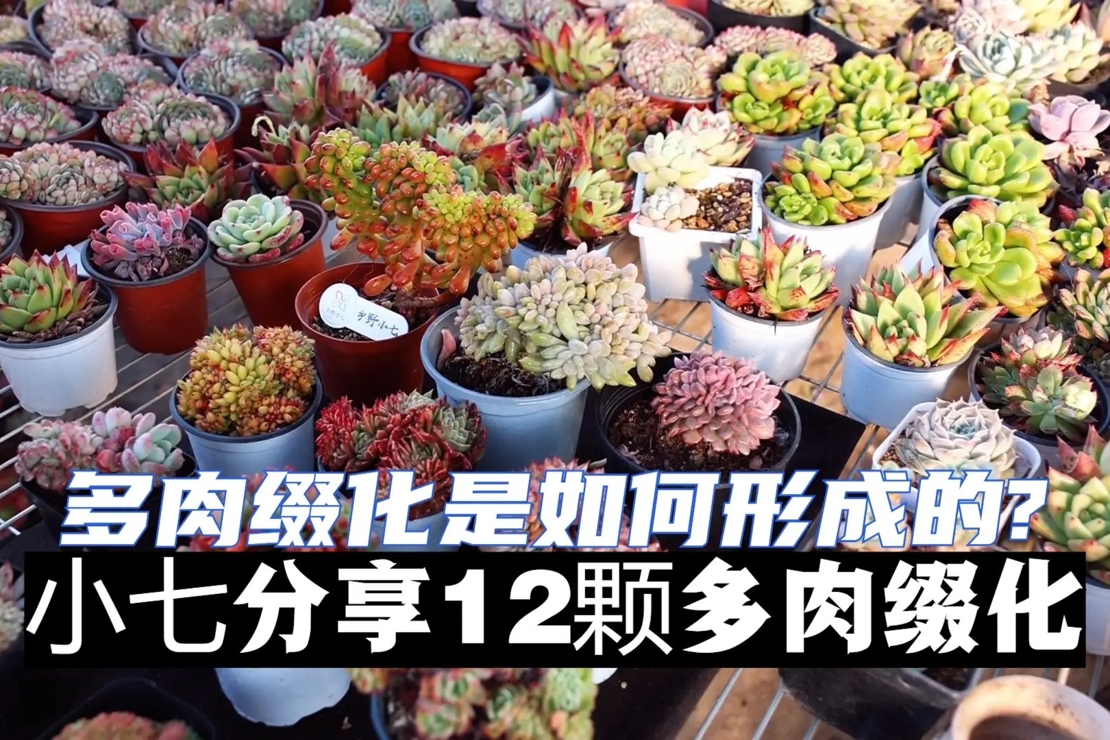 多肉缀化是如何形成的小七分享12颗多肉缀化朋友们都认识吗 凤凰网视频 凤凰网