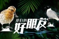 我们的好朋友极度濒危鸟类自带餐具来黄河三角洲干饭了 凤凰网视频 凤凰网