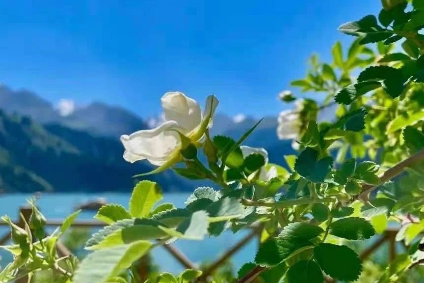 天山天池丨我曾踏月而来只因你在山中 凤凰网视频 凤凰网