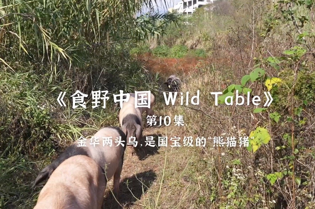 《食野中国 Wild Table》第10集预告片_凤凰网视频_凤凰网