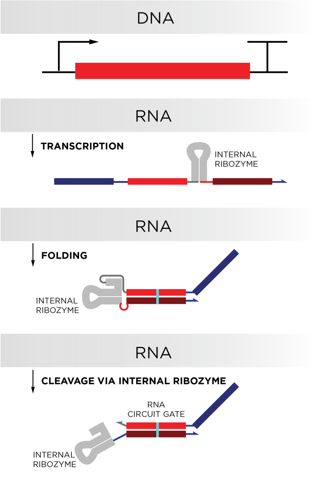 把DNA换成RNA，有望创造强大、可持续的生物计算机__凤凰网