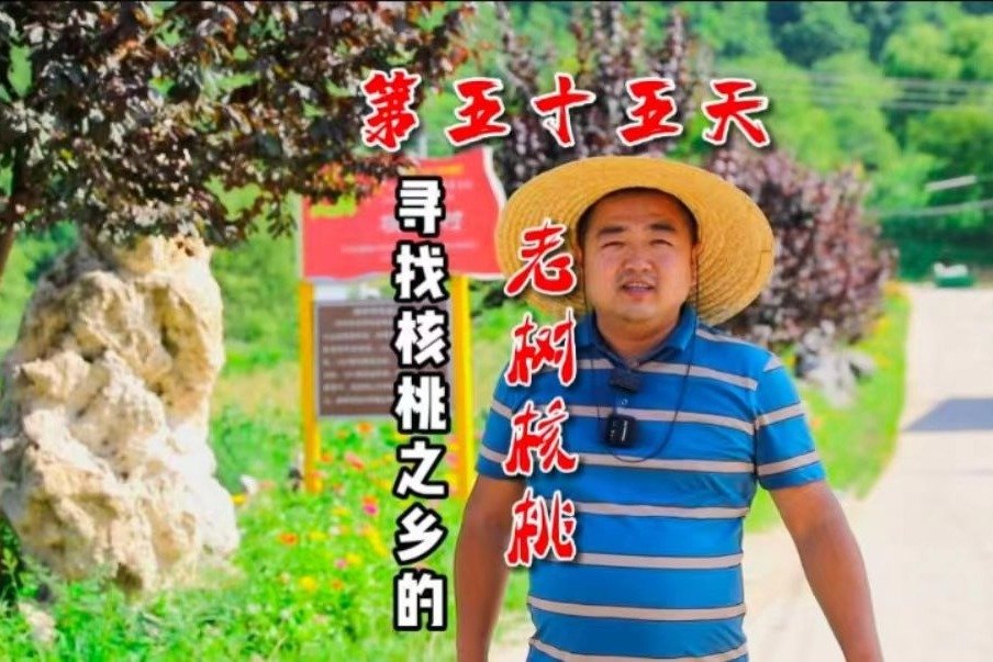 寻找千年老树核桃的五十五天，今天来到了墁坪村 凤凰网视频 凤凰网